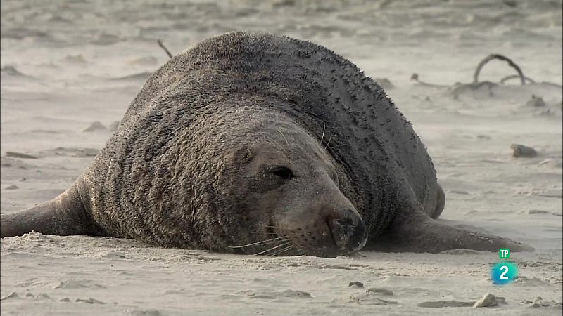 Les foques: fatxendes amb molt de greix | Grans Documentals