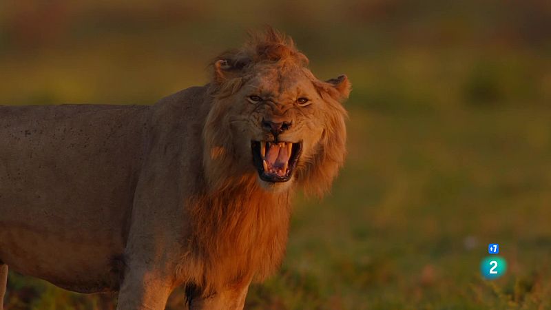 La germandat dels lleons: Guerres de búfals | Grans Documentals