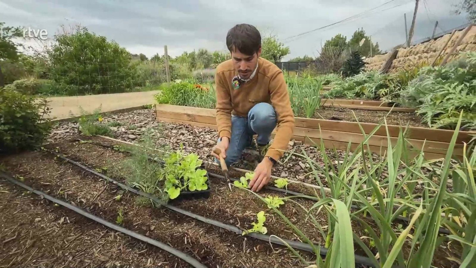 5 errors comuns que has d'evitar a l'hora de cuidar l'hort