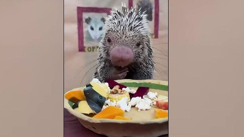 El puercoespín comilón