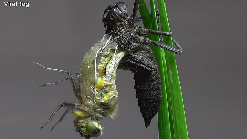 De larva a libélula en unos segundos