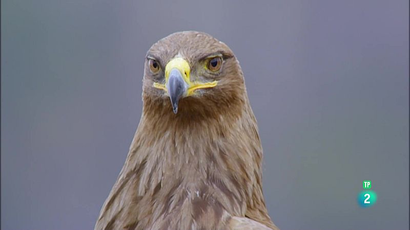 Àfrica extrema. Les muntanyes Simien. - Grans documentals