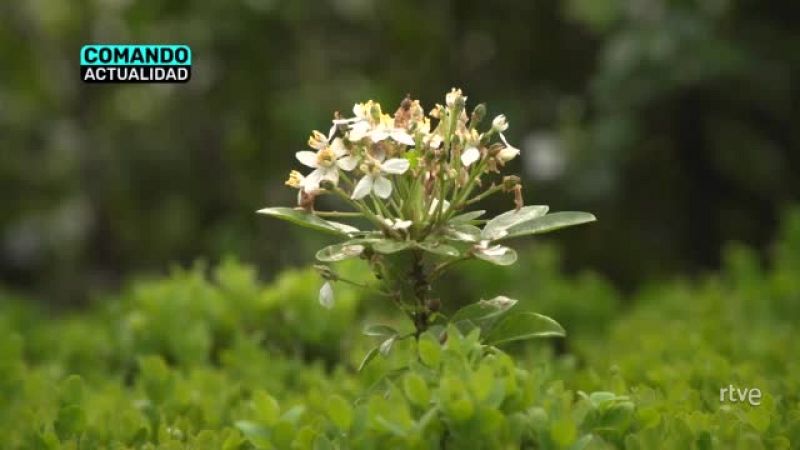 'España en flor', en 'Comando Actualidad'