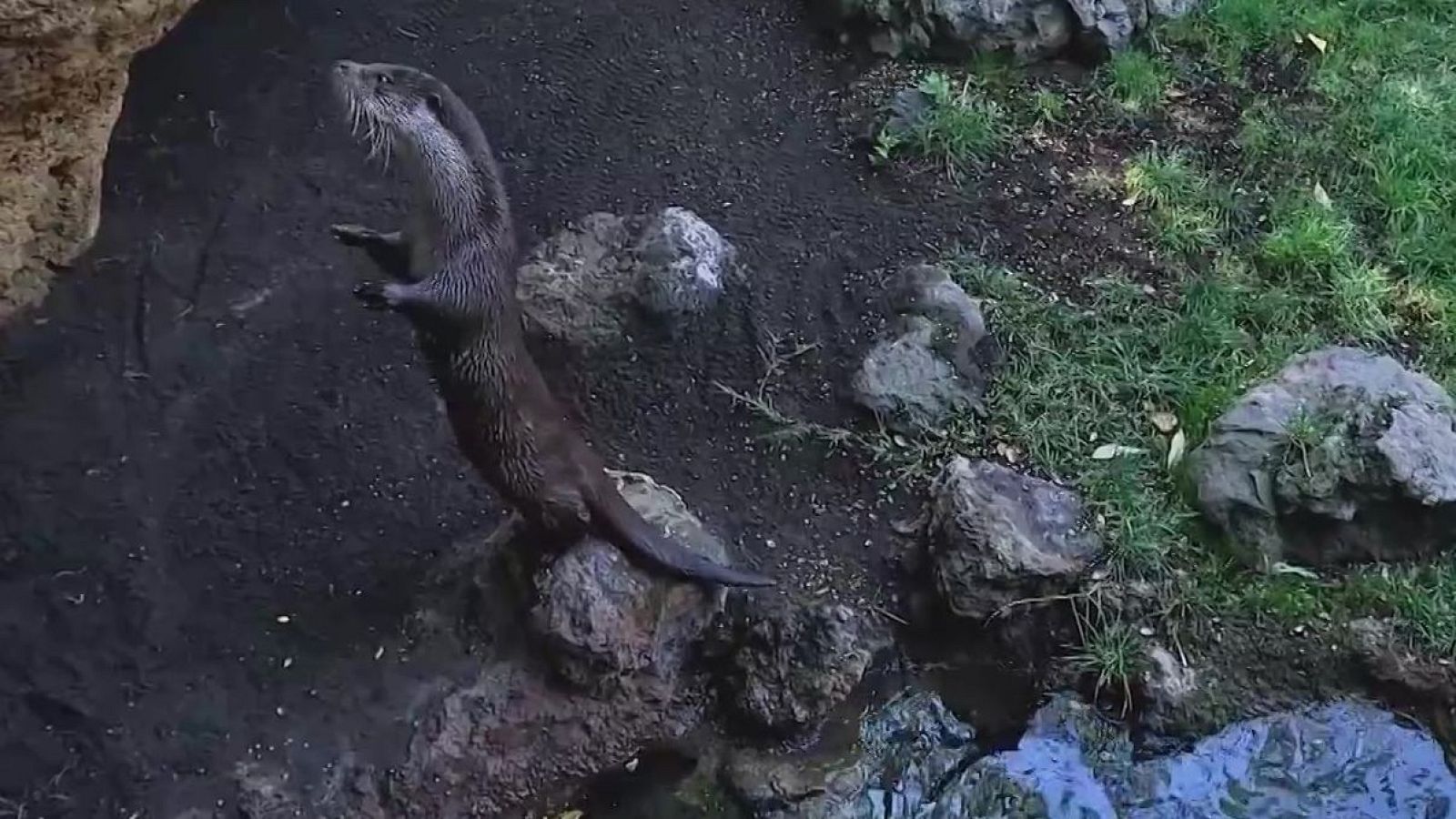 ¡Feliz día de la Nutria!
