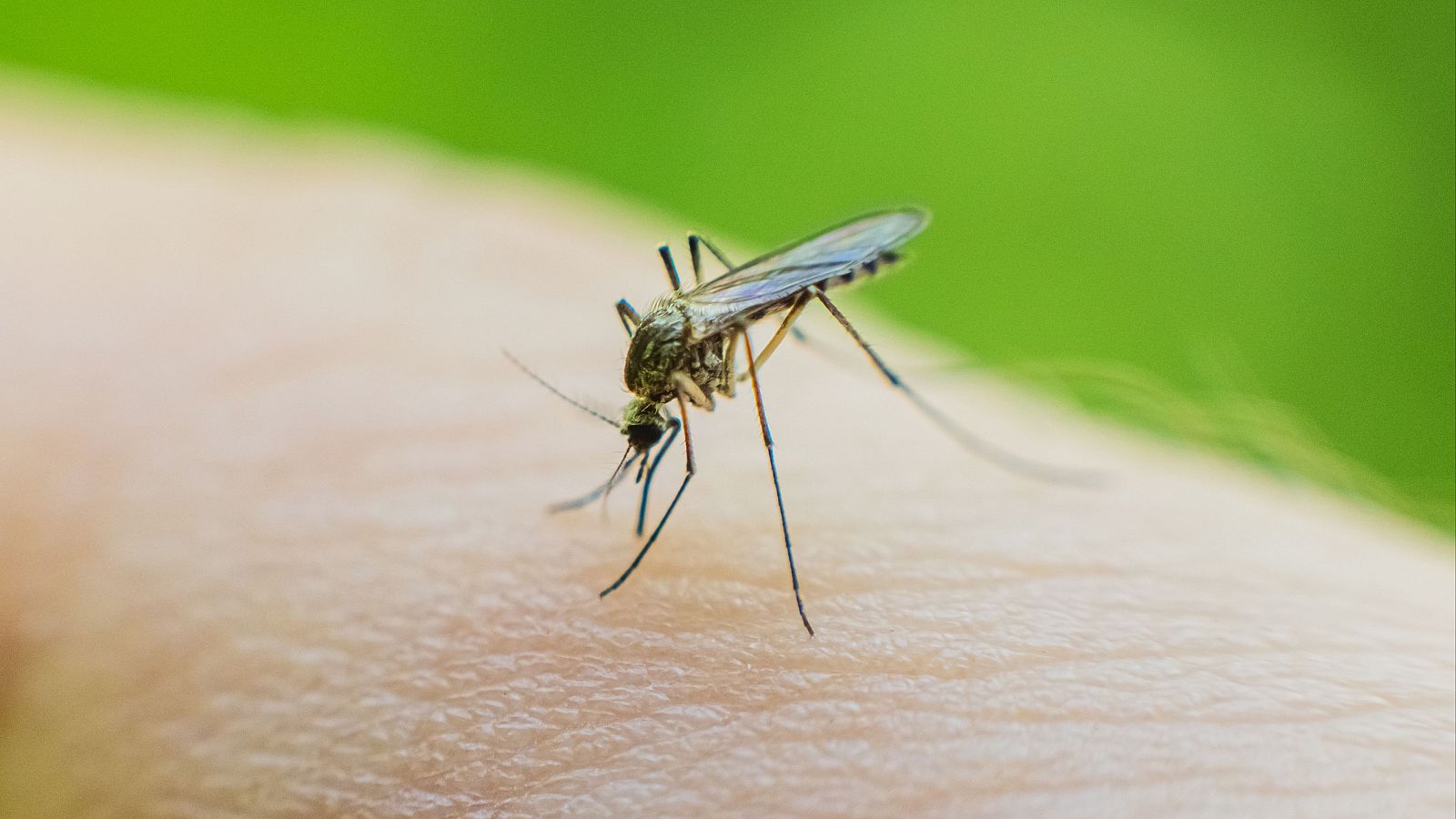 ¿A quién pican más los mosquitos? Esta es la explicación