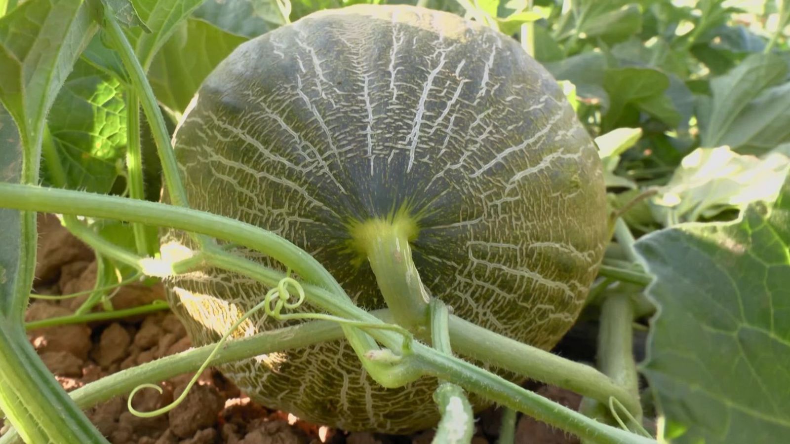 Consejos para disfrutar de un buen melón este verano
