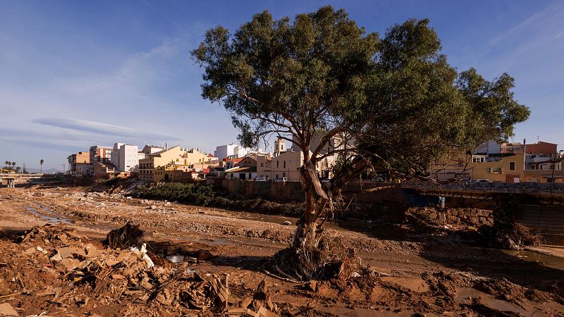 L'arbre centenari de Paiporta, tot un símbol de resistència després de ...