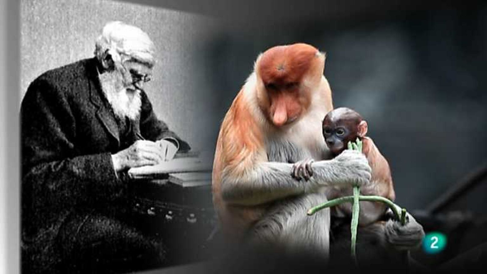 Grandes documentales - La Línea de Wallace