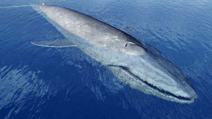 Grandes documentales - El reino del rorcual azul