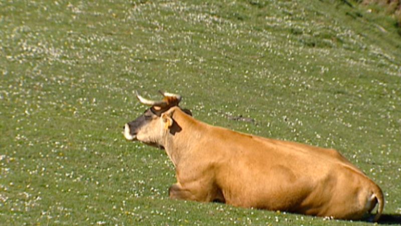 Aquí la Tierra: Los pedos de vaca son buenos | RTVE Play