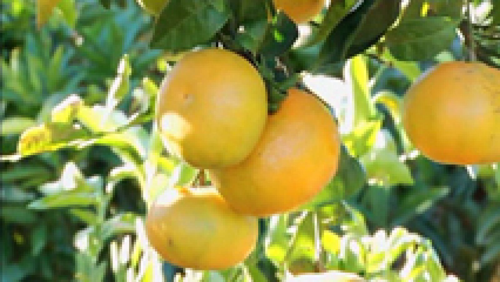 Aquí la Tierra: "Clemenules" mandarinas de calidad | RTVE Play