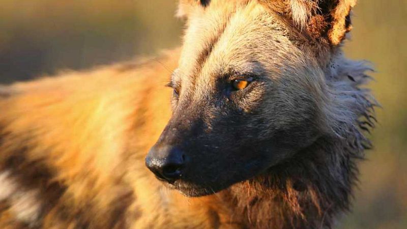 Grandes documentales - La jauría: perros salvajes