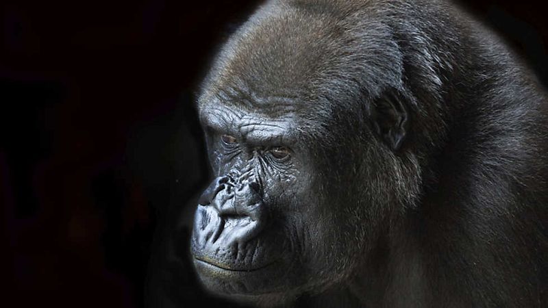 Grandes documentales - El reino de los simios: Hermano contra hermano