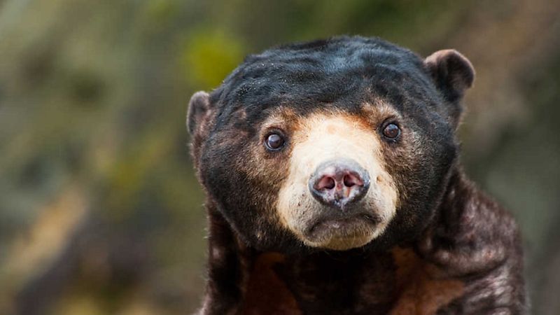 Grandes documentales - Osos del Sol y de la Luna