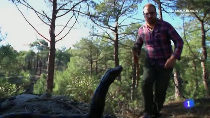 Aquí la Tierra: Magia en el bosque | RTVE Play