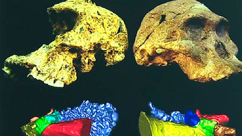 Sin programa: Investigadores reconstruyen cómo oía el 'Australopithecus ...