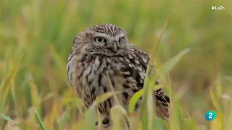 La 2 Noticias - El pájaro del año se elige el 20D