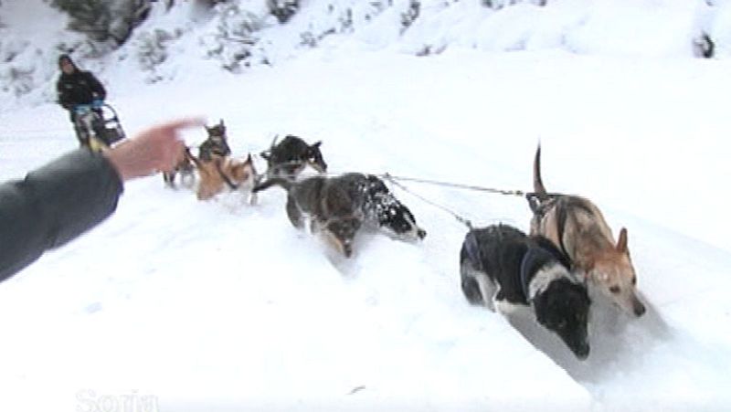 España Directo: ¿Qué es el mushing? | RTVE Play