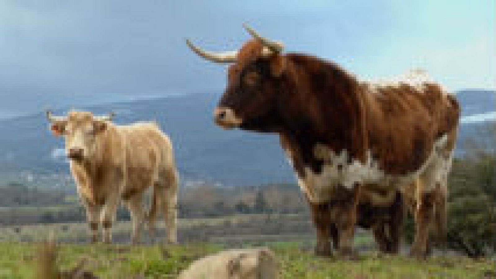 Cómo distinguir la carne de buey