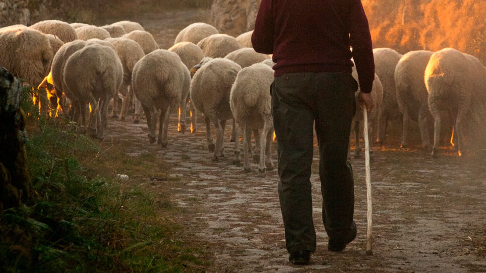 Telediario 1: Adrián, el pastor poeta | RTVE Play
