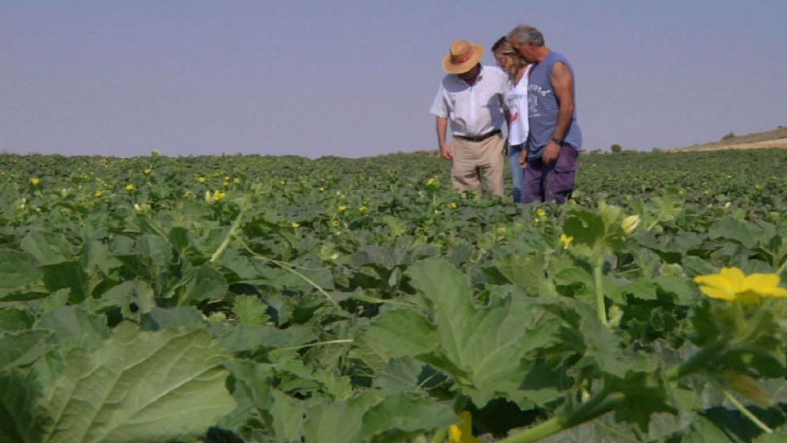 Cómo saber si el melón está en su punto