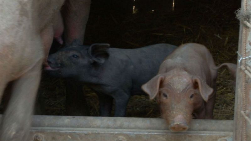 Cómo vive el cerdo ibérico