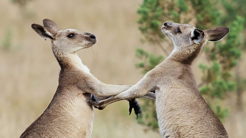 Grandes documentales - La vida secreta de los canguros: La vida de un macho