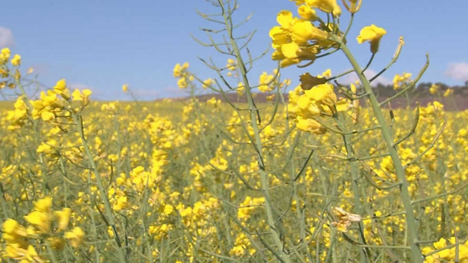 Comando Actualidad - Información actual y reportajes RTVE Play