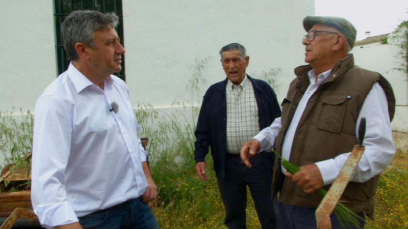 De dónde viene el crin vegetal