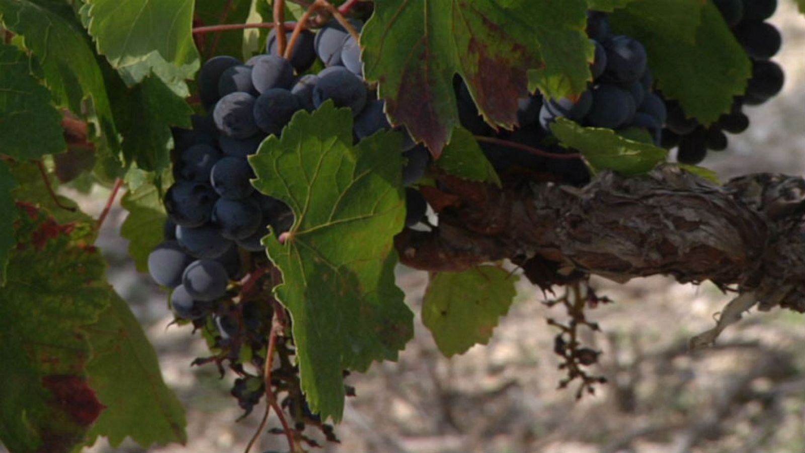 ¿Qué son las microviñas?