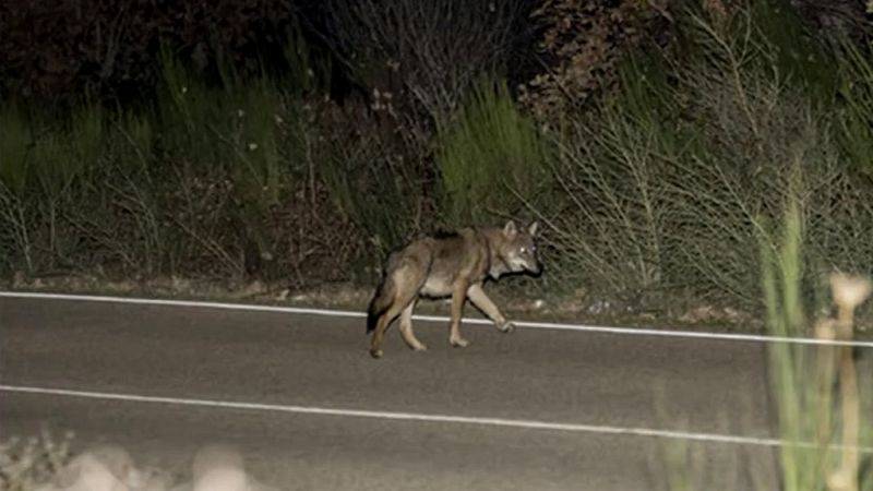 Telediario 1: Unas fotos de lobos cruzando una carretera se vuelven ...