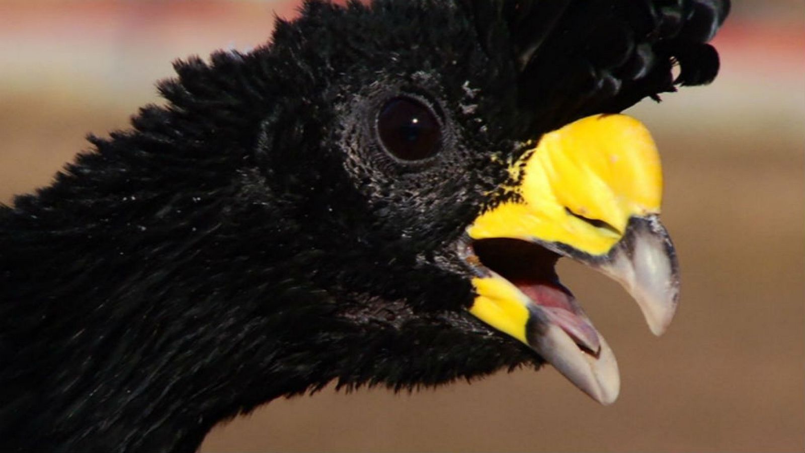 ¿Qué son los crácidos?