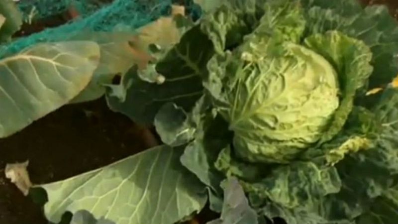 Cómo plantar y cosechar repollos