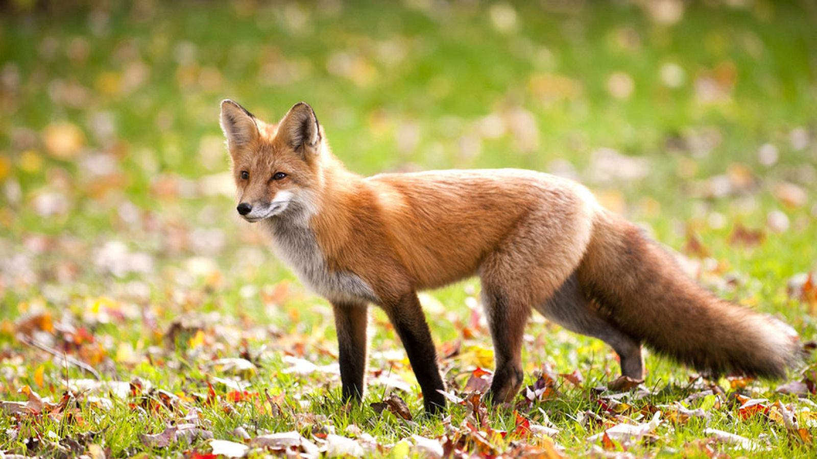 Grandes documentales - Tecnología animal: Zorros - RTVE.es