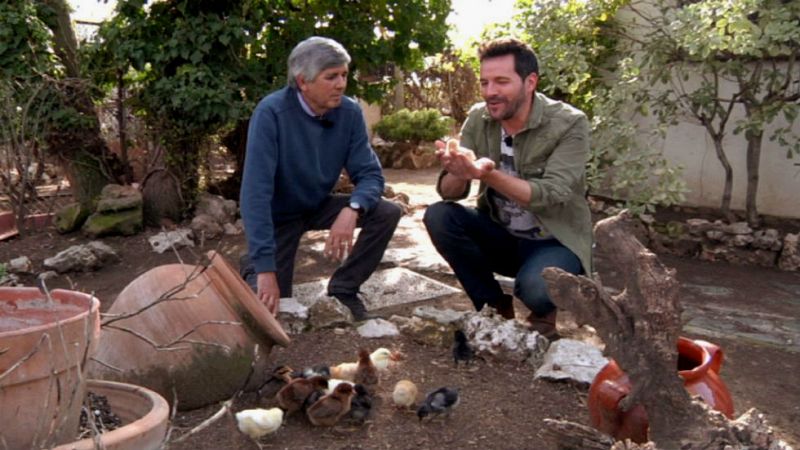 ¿Cómo un huevo se convierte en un pollito?