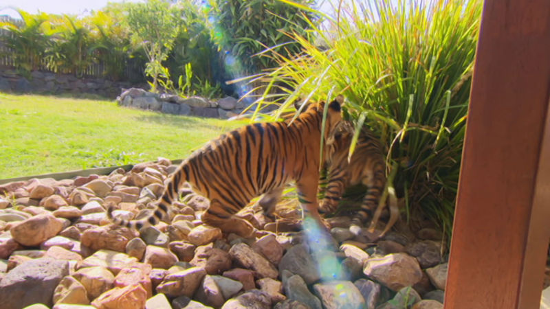 Otros documentales - Tigres en casa. Episodio 4 - RTVE.es