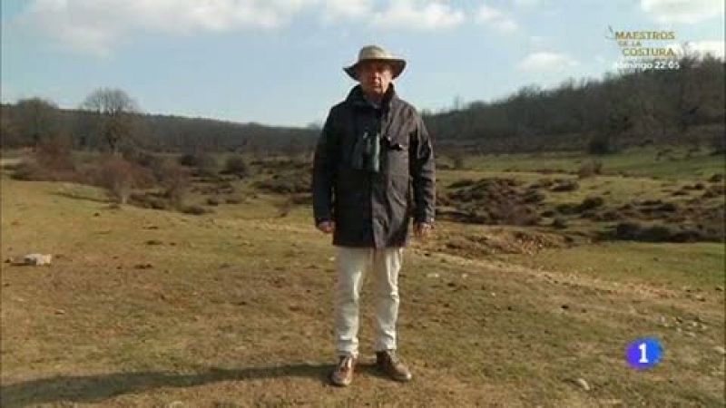 Bisontes, uros y otros animales en Burgos