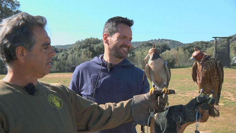 Lo que no sabías sobre las rapaces