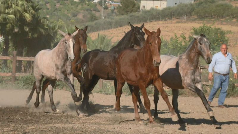 Curiosidades sobre potros y caballos