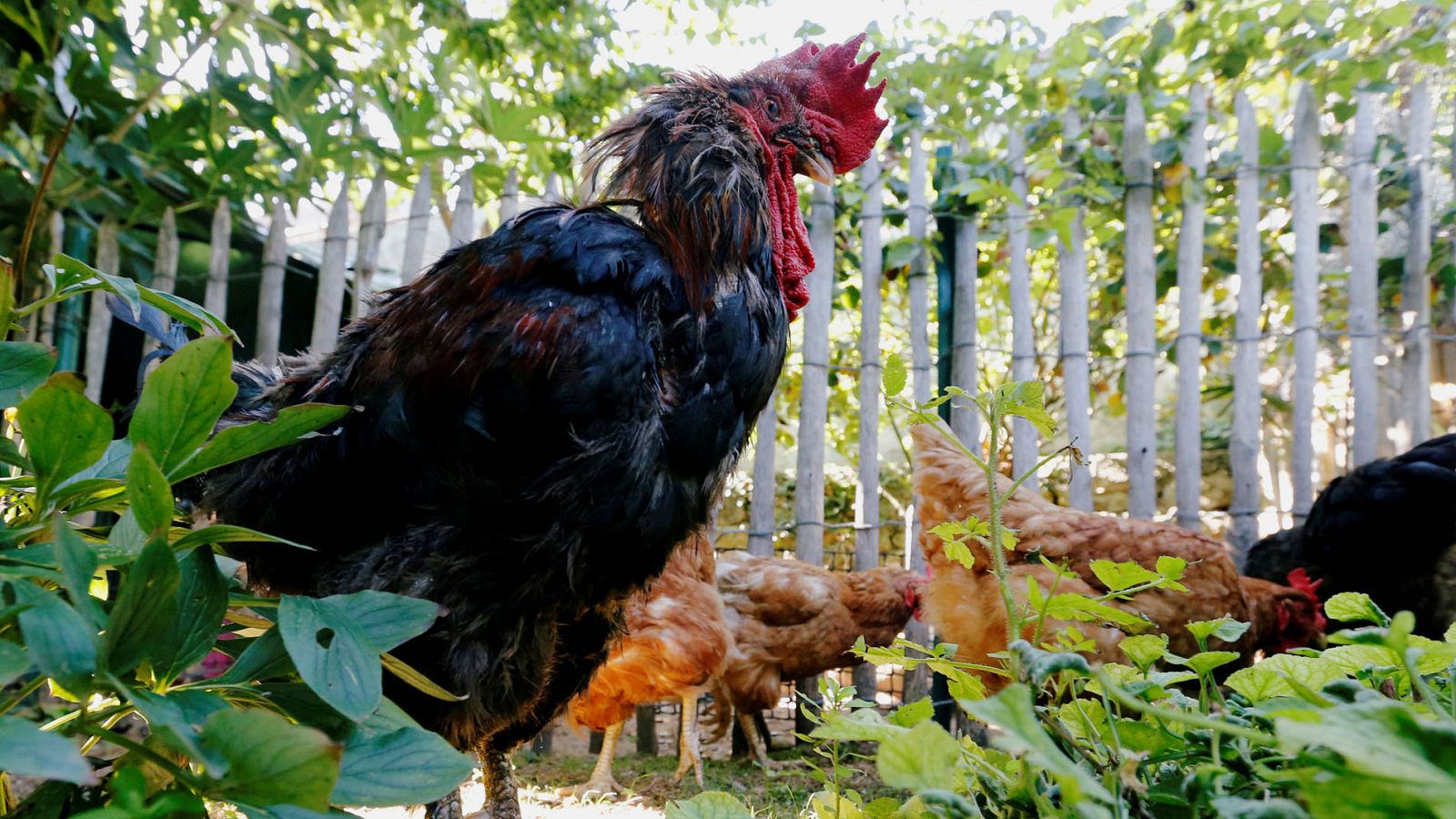 La justicia francesa autoriza los cantos de un gallo símbolo del mundo ...