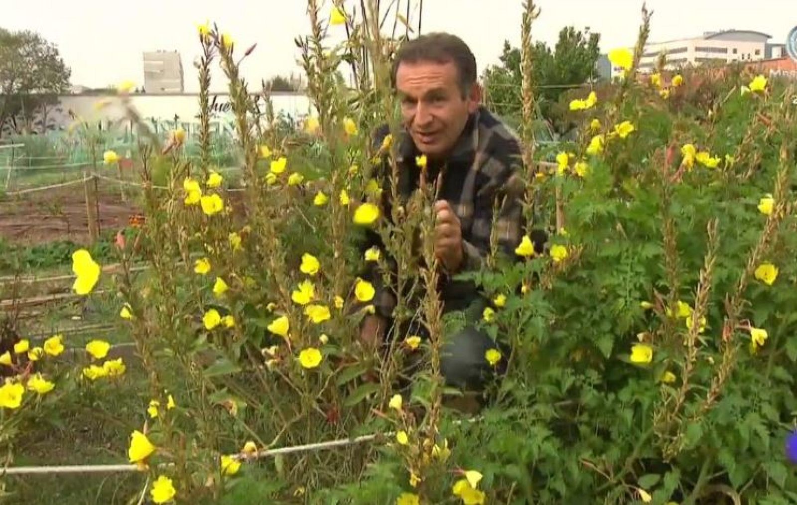 Aquí la Tierra: Beneficios de la onagra y cómo se cultiva | RTVE