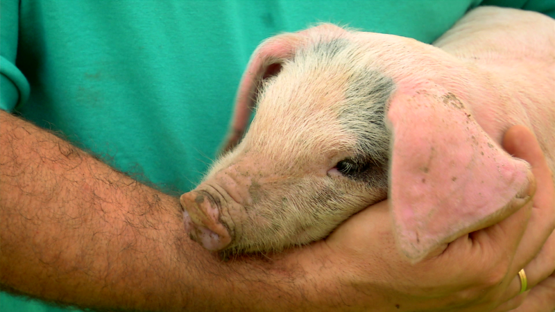 Conocemos el oficio del porquero