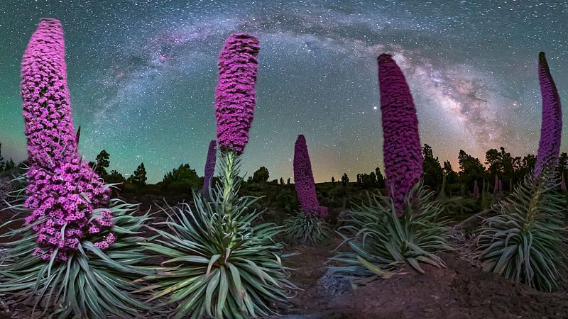 El tajinaste rojo del Teide, una explosión de naturaleza en plena ...