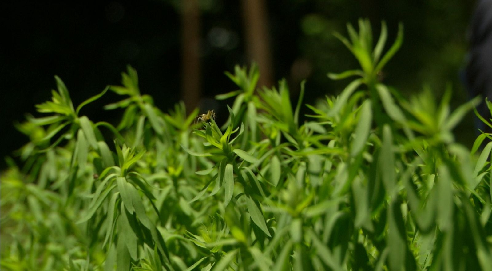 El cultivo del lino: te contamos cómo es esta planta