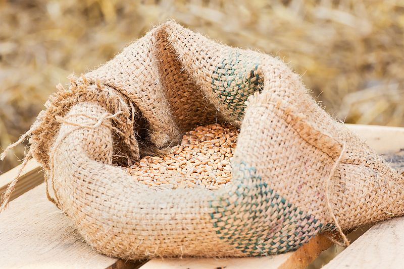 La escanda: un trigo milenario cultivado en Asturias