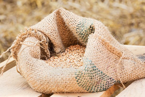La escanda: un trigo milenario cultivado en Asturias
