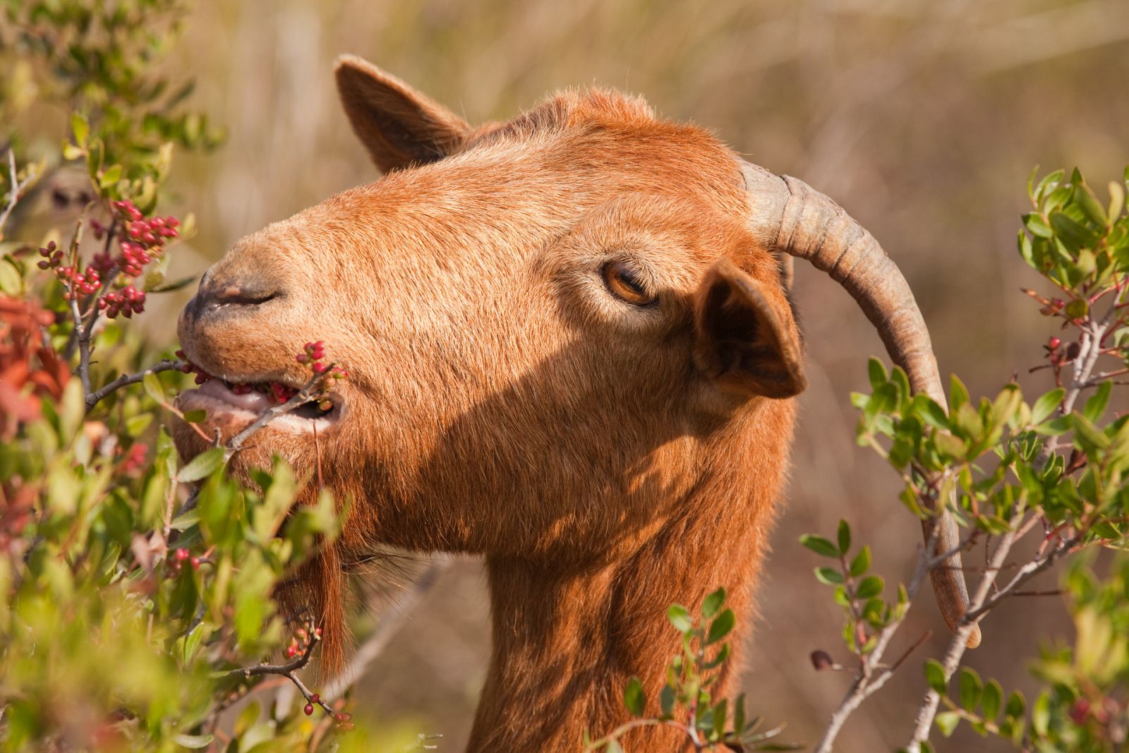 Cabras malagueñas: aprendemos a hacer queso