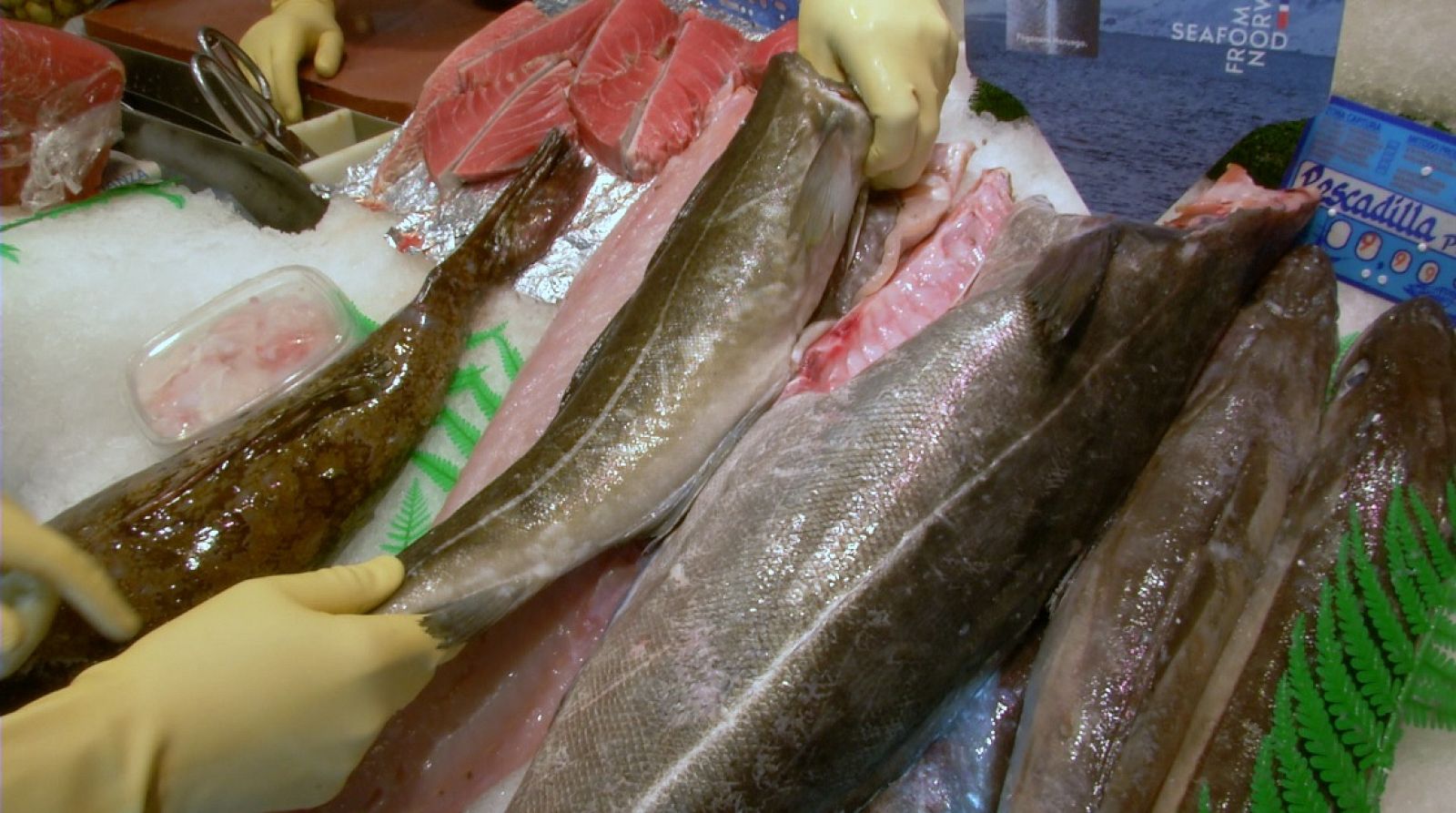 Conocemos el fogonero, un pescado del norte de Europa