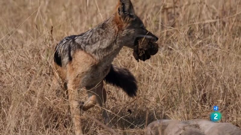 Grans Documentals | Fèlids i cànids: rivals acèrrims - RTVE.es