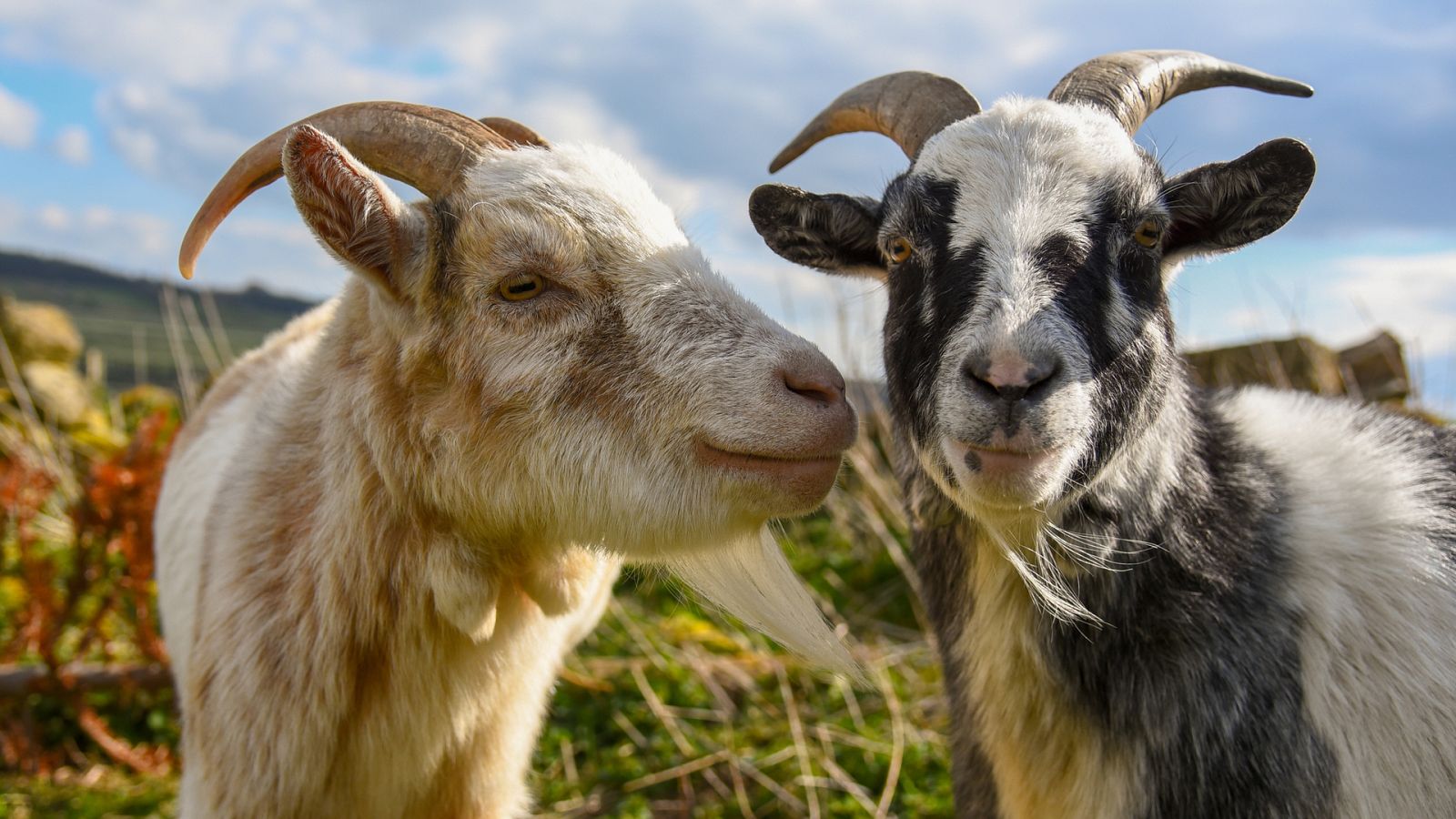 Las cabras: ¿las conocemos?